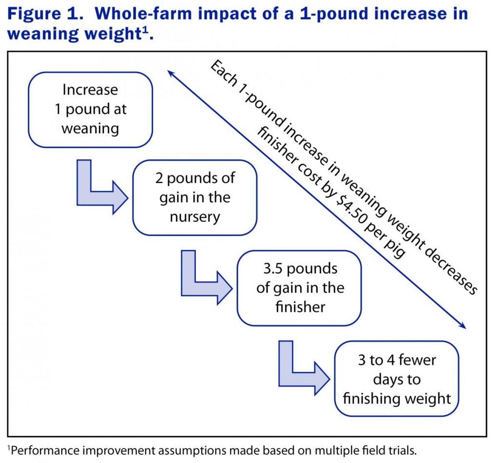 Managing microenvironments in the farrowing barn - Vita Plus