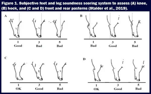 Sow management: Proper gilt selection criteria - Vita Plus