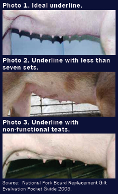 Sow management: Proper gilt selection criteria - Vita Plus