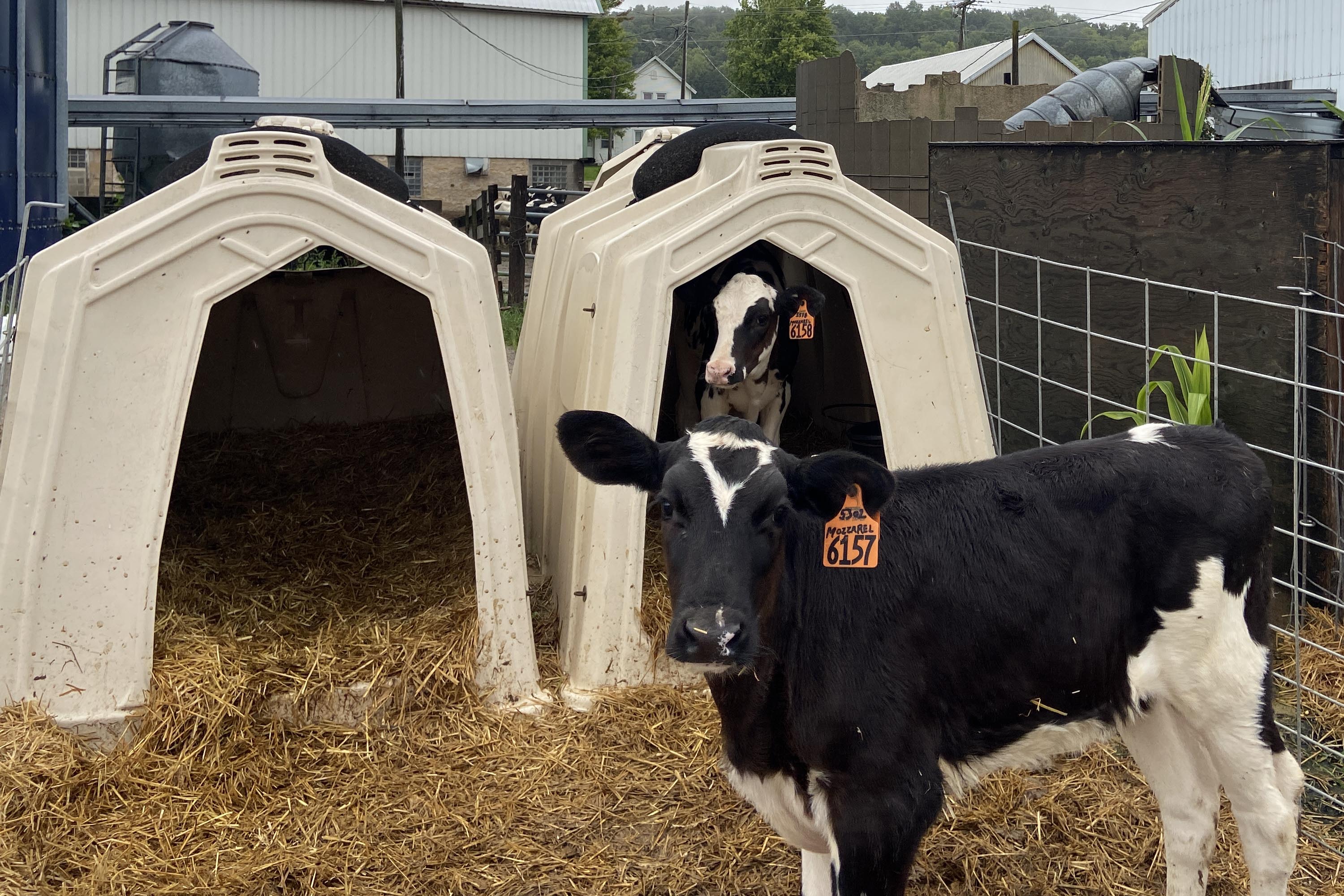 Virtual Farm Tour: Mystic Valley Dairy LLC - Vita Plus
