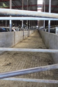 Virtual Farm Tour: Pagel’s Ponderosa Dairy, LLC - Vita Plus