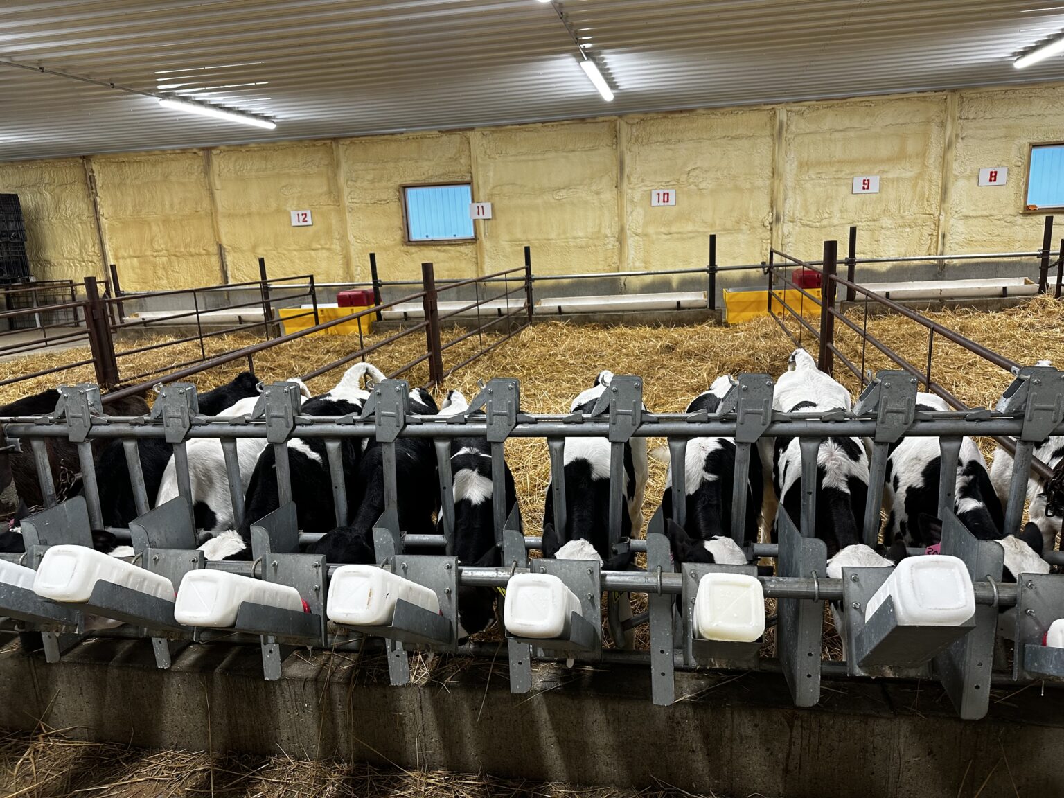 Calf facilities of high-performing dairies - Vita Plus